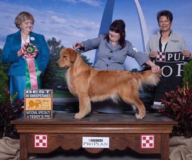 Pedigree of BIS MBISS GCH TeddyBear's Designer Hayley Paige OD SDHF ...