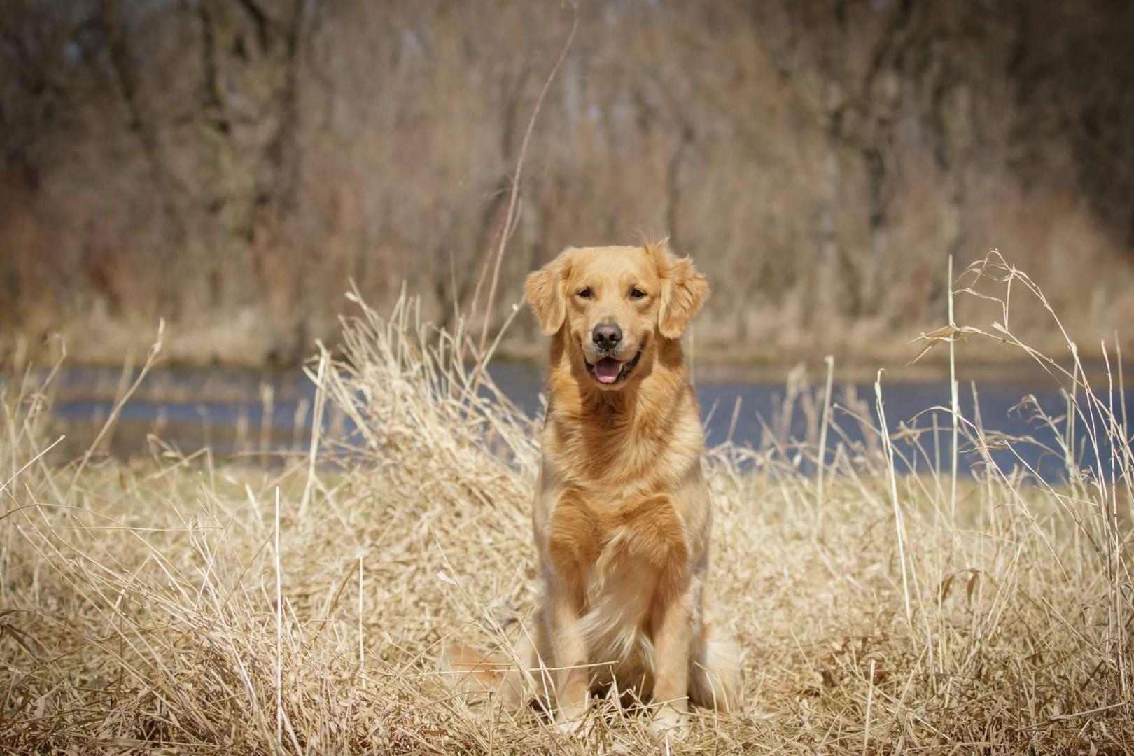 Pedigree of Goldenloch Deep Woods Off MH CCA - K9Data