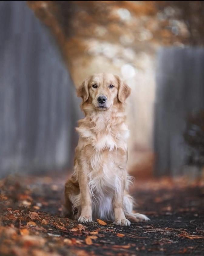 Pedigree of IntCh SwanSun's Morningstar RI STR CGCA CGCU TKI - K9Data