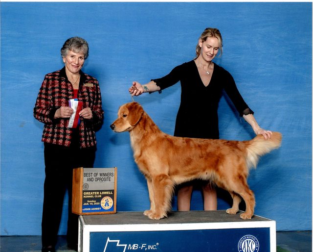Pedigree of U-CH Comstock Sunfire Man Of Steel JH WC - K9Data