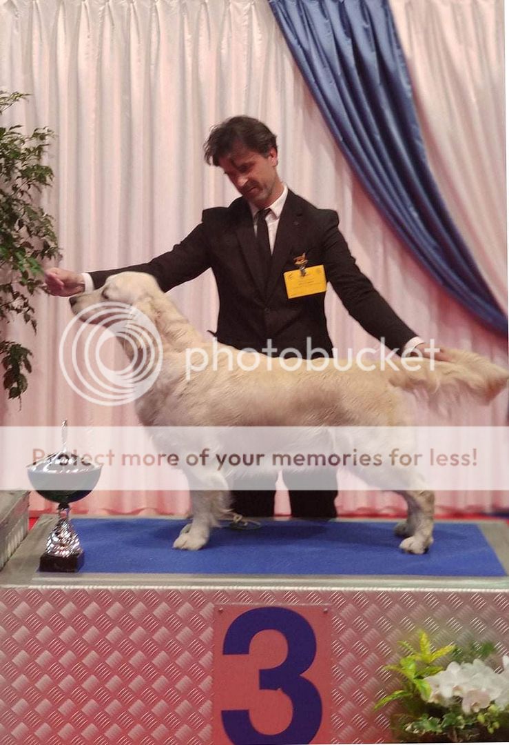 Pedigree of Paddocks Heart Whisper Noble Noah - K9Data