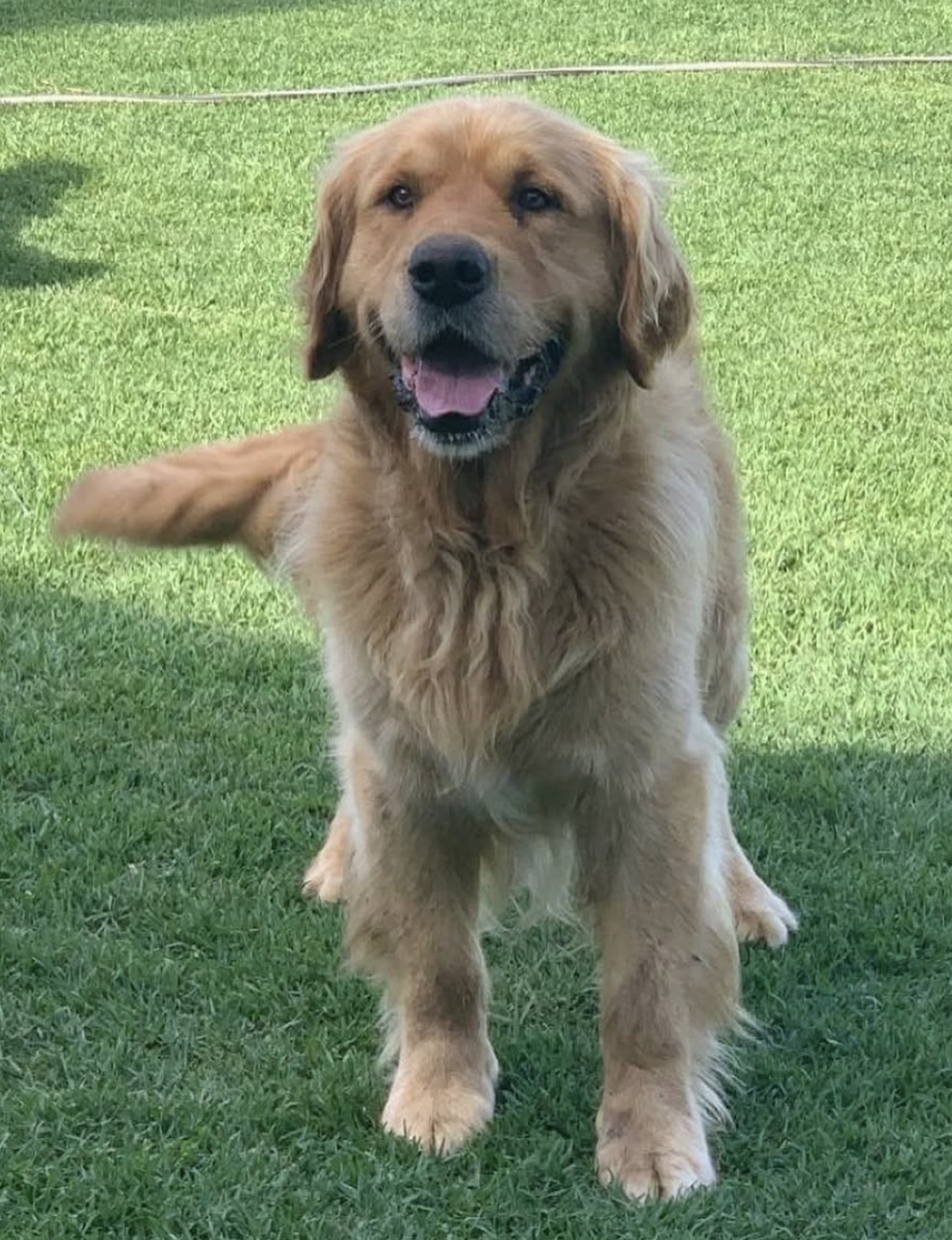 Pedigree of Dalsgold Meet Me Halfway - K9Data