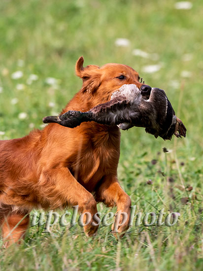 Pedigree of HRCH White Birches King Of The Cache MH - K9Data