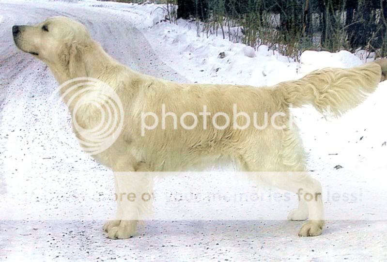 Pedigree of Paddocks Heart Whisper Noble Noah - K9Data