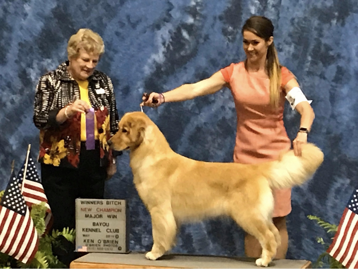 Pedigree of CH Dogwoods Southern Belle - K9Data
